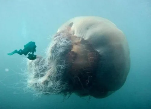 Scary Ocean Pictures: 14 Scary Photos to Trigger Your Thalassophobia