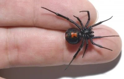 Scary Spider Pictures: The Scariest Spider Pictures on the Internet
