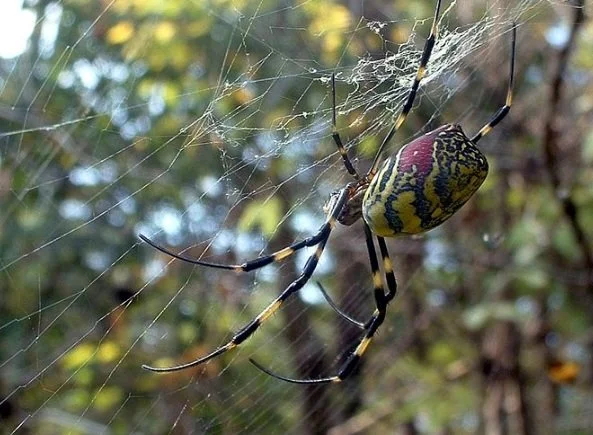 Scary Spider Pictures: The Scariest Spider Pictures on the Internet