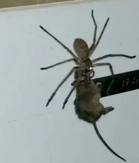 Scary Spider Pictures: The Scariest Spider Pictures on the Internet