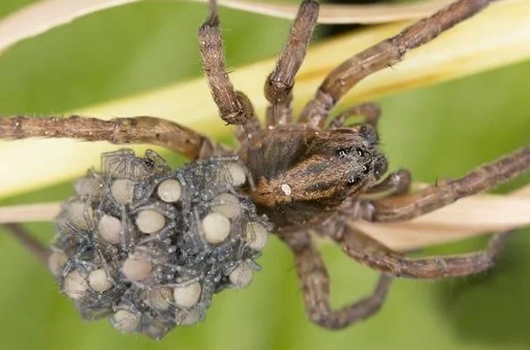 Scary Spider Pictures: The Scariest Spider Pictures on the Internet