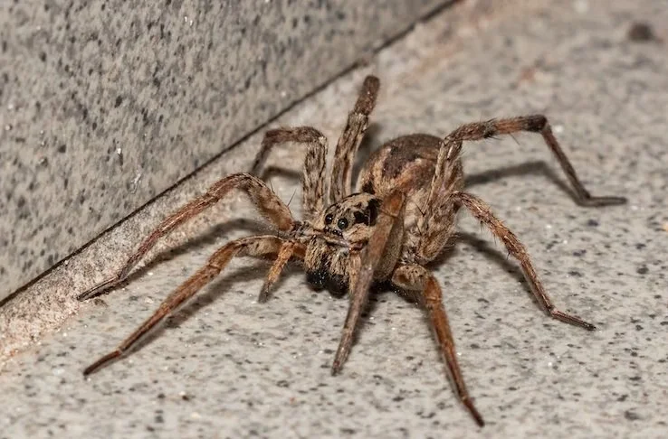 Ukraine’s Mutant Spider