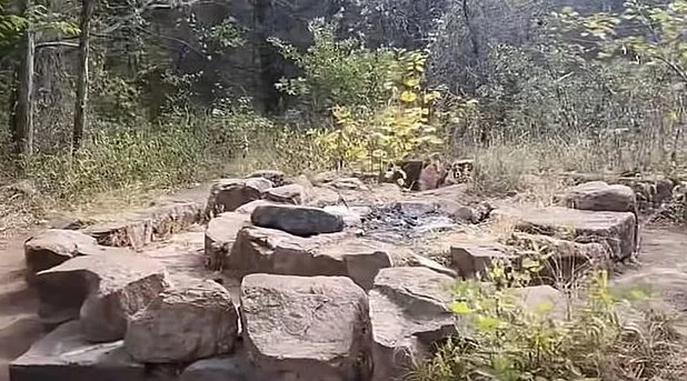 Oklahoma’s Parallel Forest