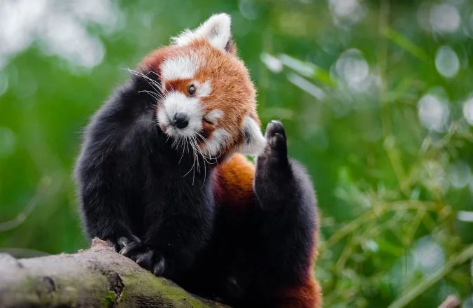 Itchy Body Superstitions and Folklore