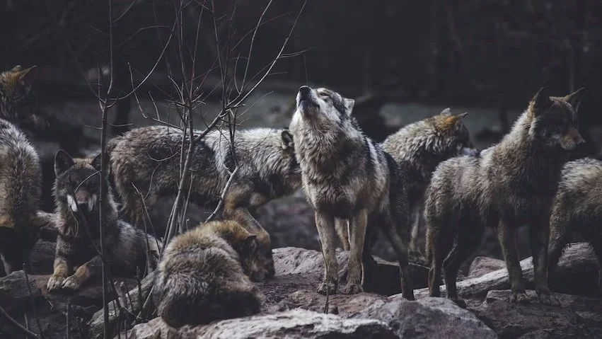 Palmyra Wolves