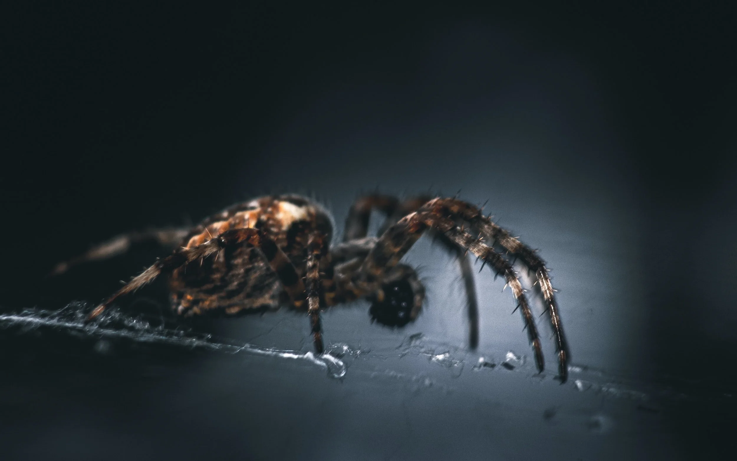 Is Killing A Spider Bad Luck