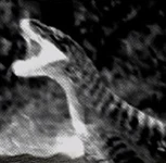 Kasai Rex: A Modern Day Dinosaur Hiding in the Congo?