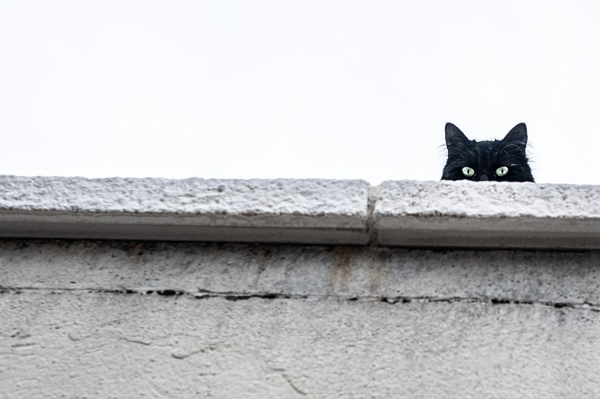 Demon Cat of D.C