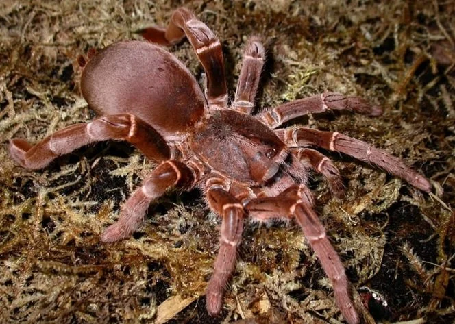 J’ba Fofi: 4ft Long Spider Kills Missionary in the Congo
