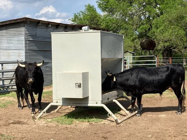 Texas Beef Initiative