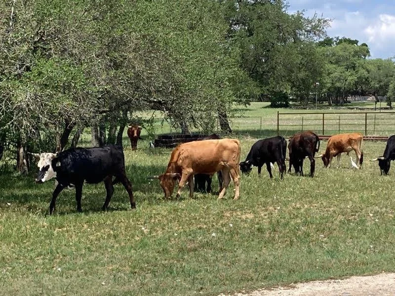 Texas Beef Initiative