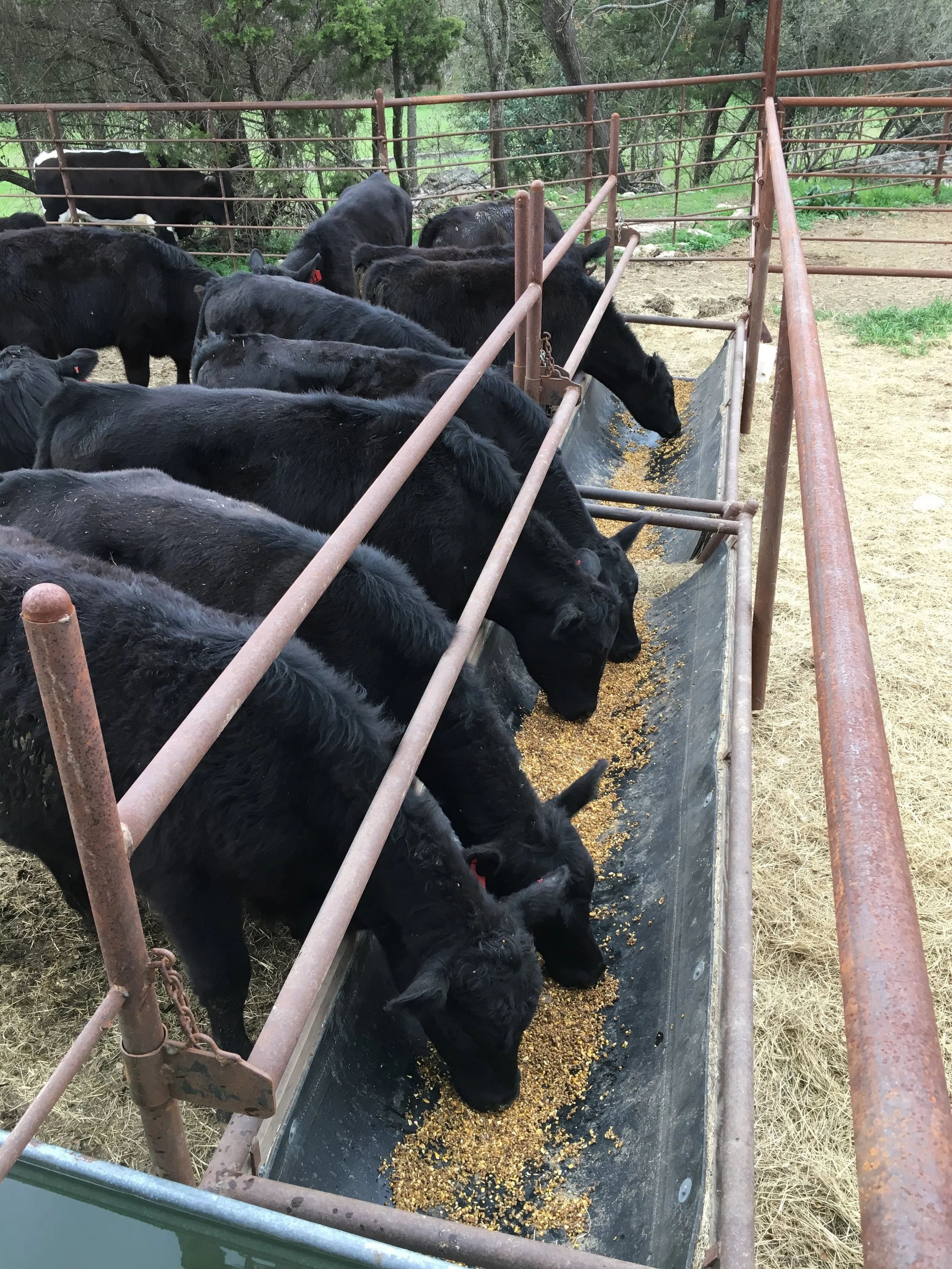 Texas Beef Initiative