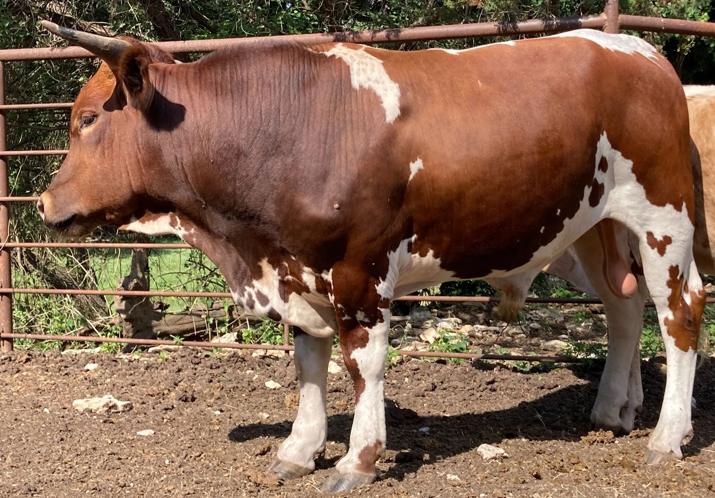 Texas Beef Initiative