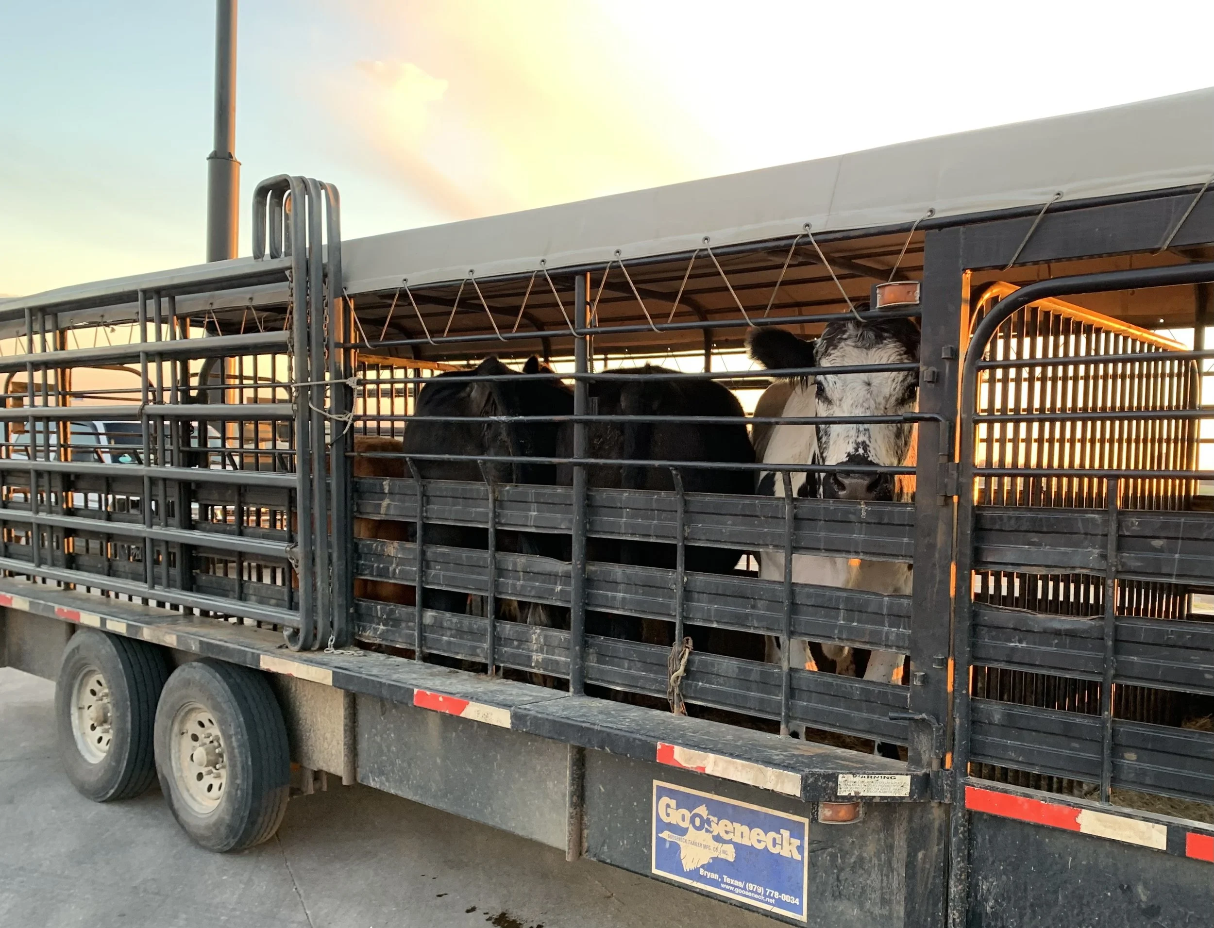 Texas Beef Initiative