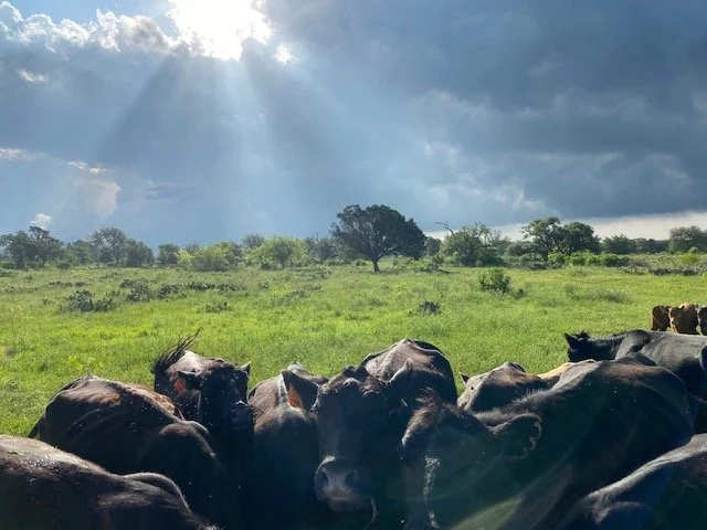 Texas Beef Initiative