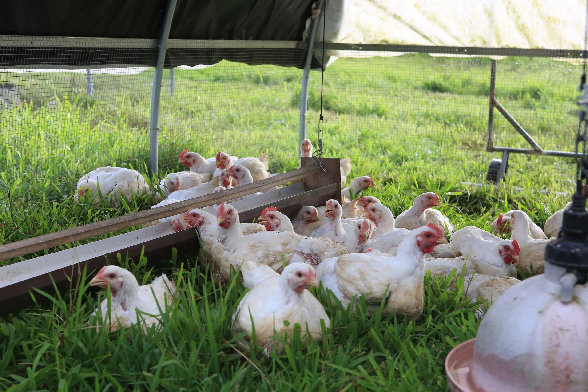 Sourcing — Forage Hawaii