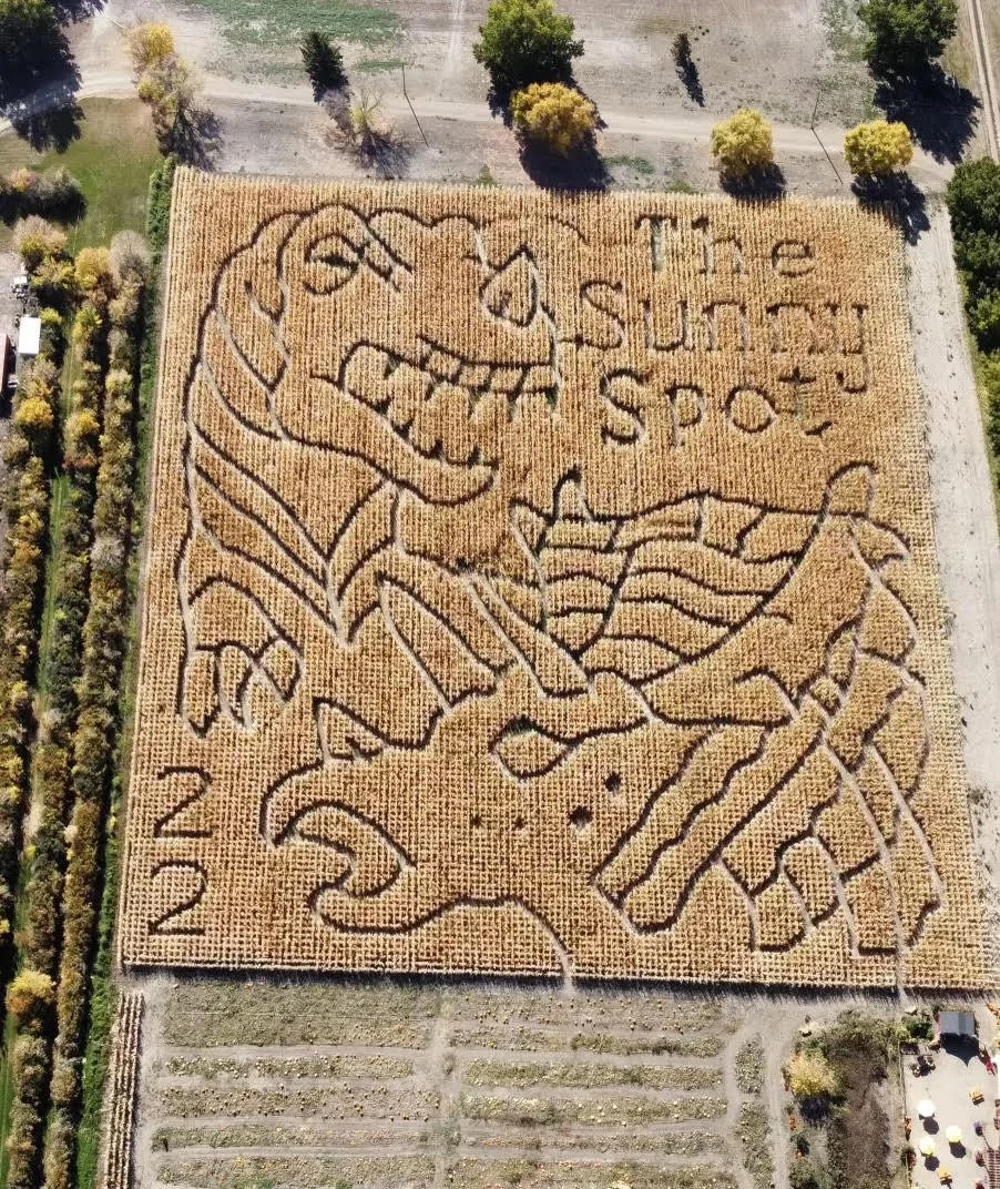 Dinosaur Corn Maze Attraction in Drumheller AB — The Sunny Spot
