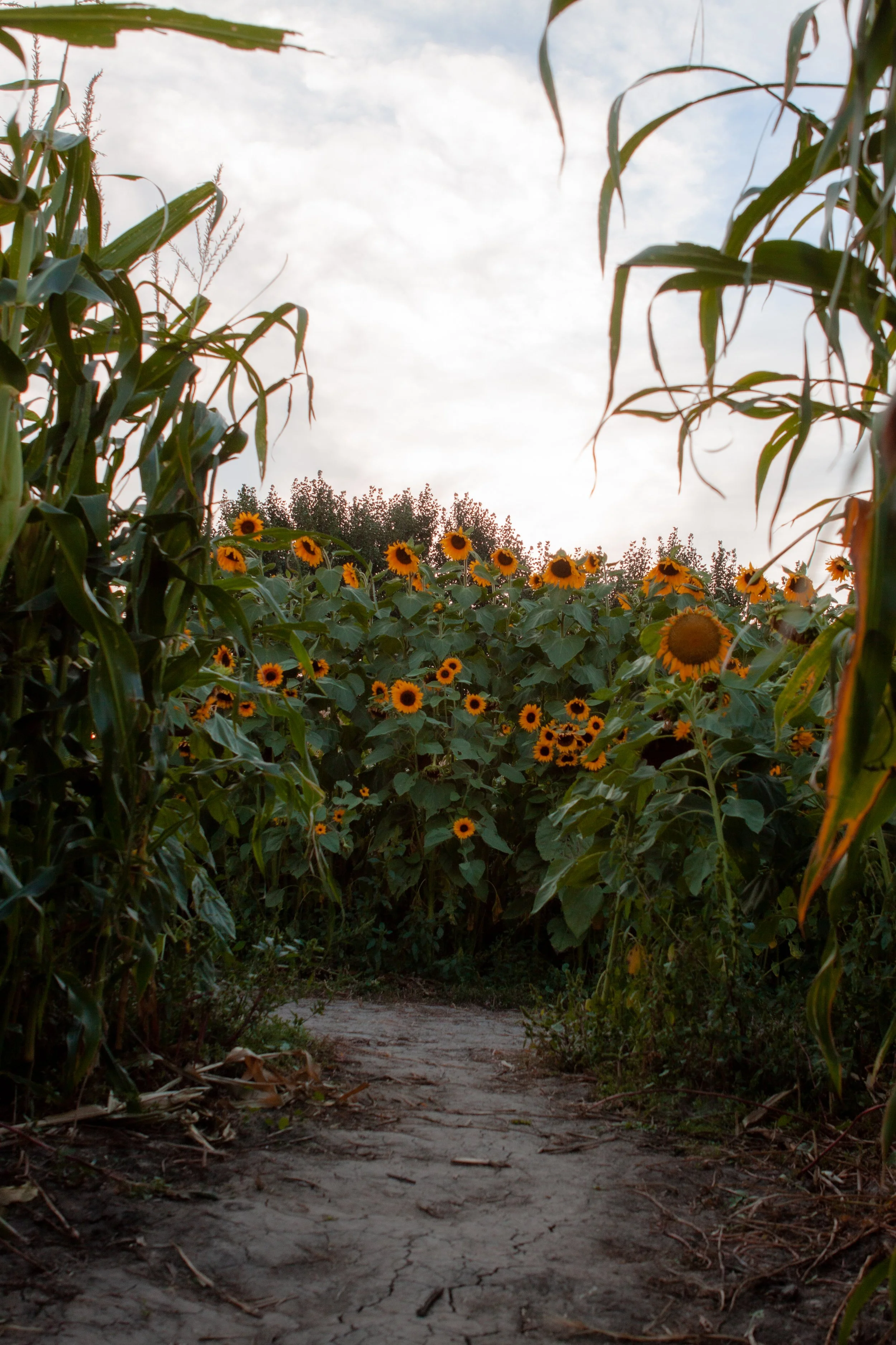 The Sunny Spot | Outdoor Eatery, Mini Golf & Corn Maze