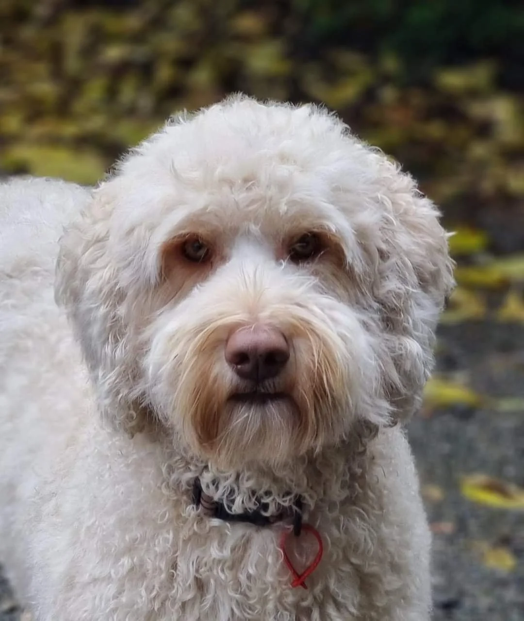 Our Breeding Dogs — Southern Star Spoodles & Labradoodles