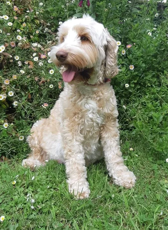 Our Breeding Dogs — Southern Star Spoodles & Labradoodles