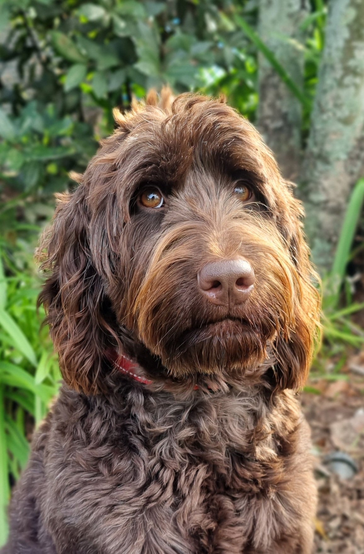 Our Breeding Dogs — Southern Star Spoodles & Labradoodles