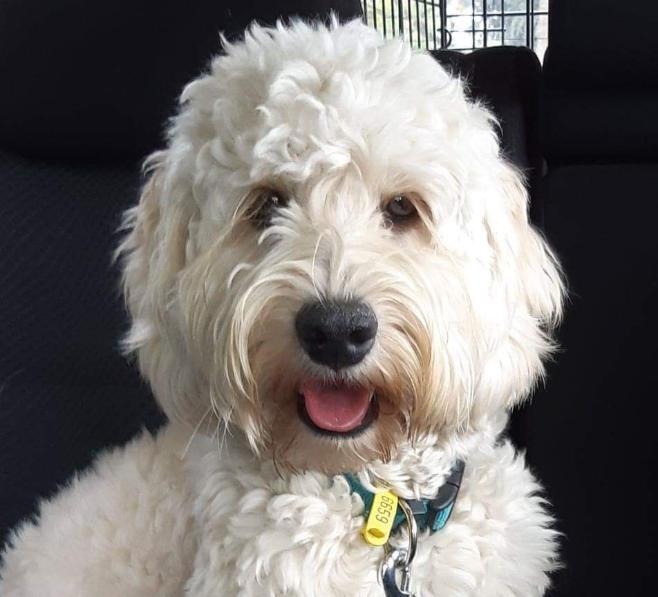 Our Breeding Dogs — Southern Star Spoodles & Labradoodles