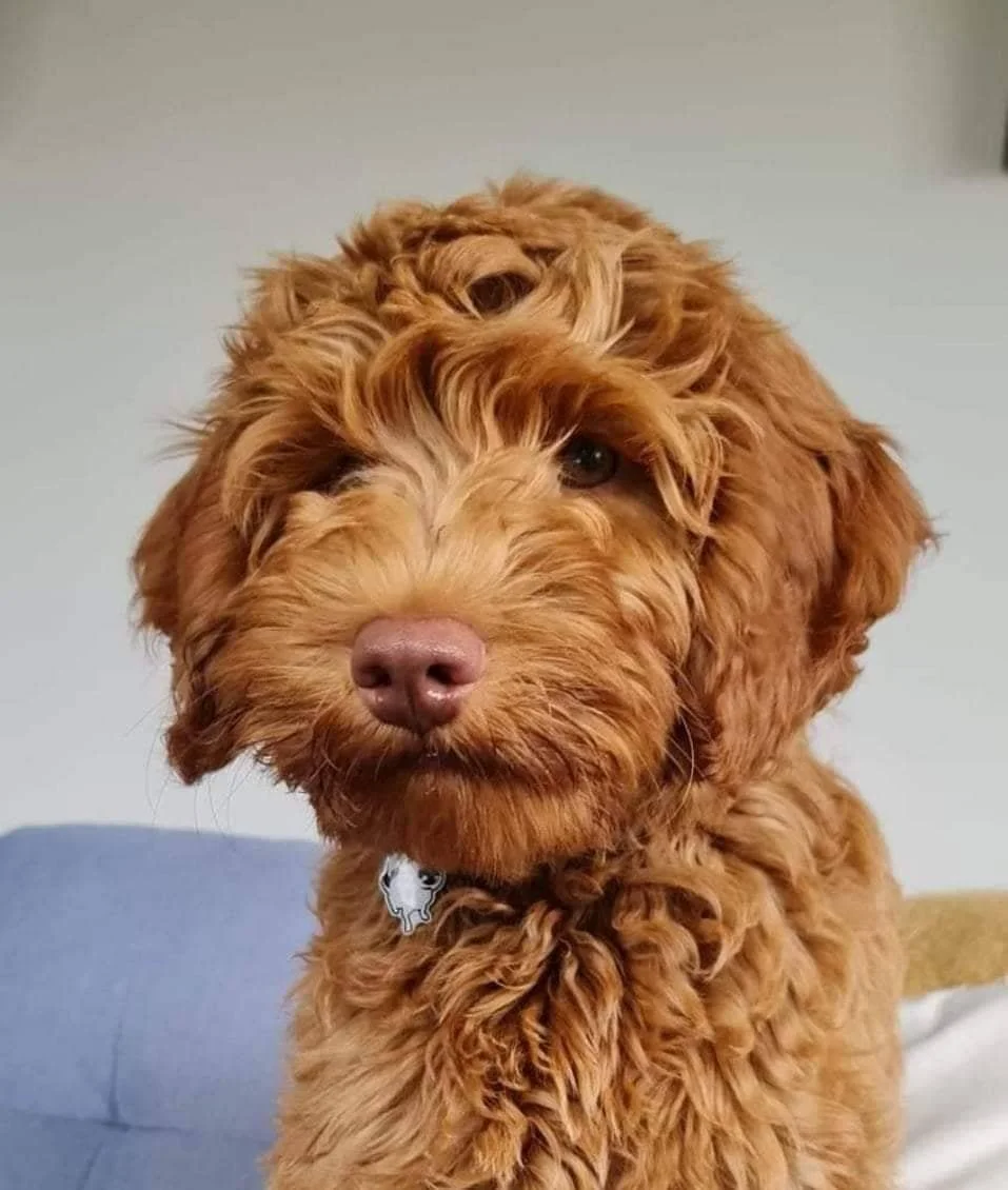 Our Breeding Dogs — Southern Star Spoodles & Labradoodles