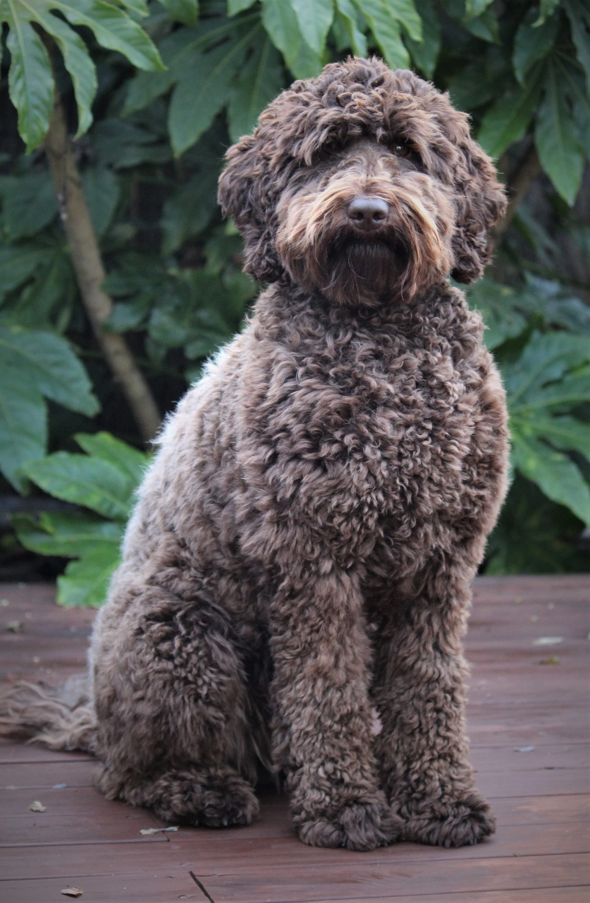 Our Breeding Dogs — Southern Star Spoodles & Labradoodles