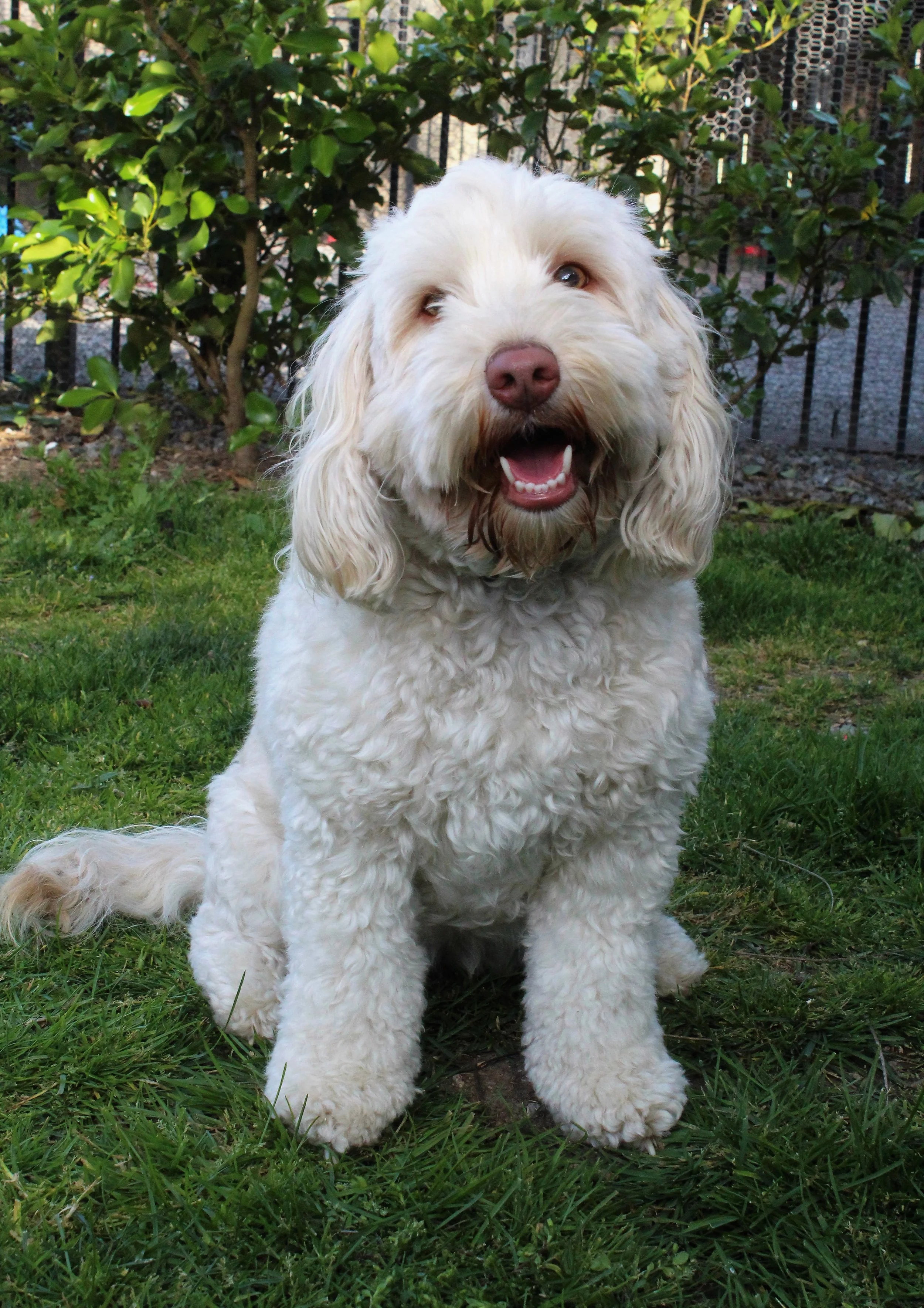 Our Breeding Dogs — Southern Star Spoodles & Labradoodles