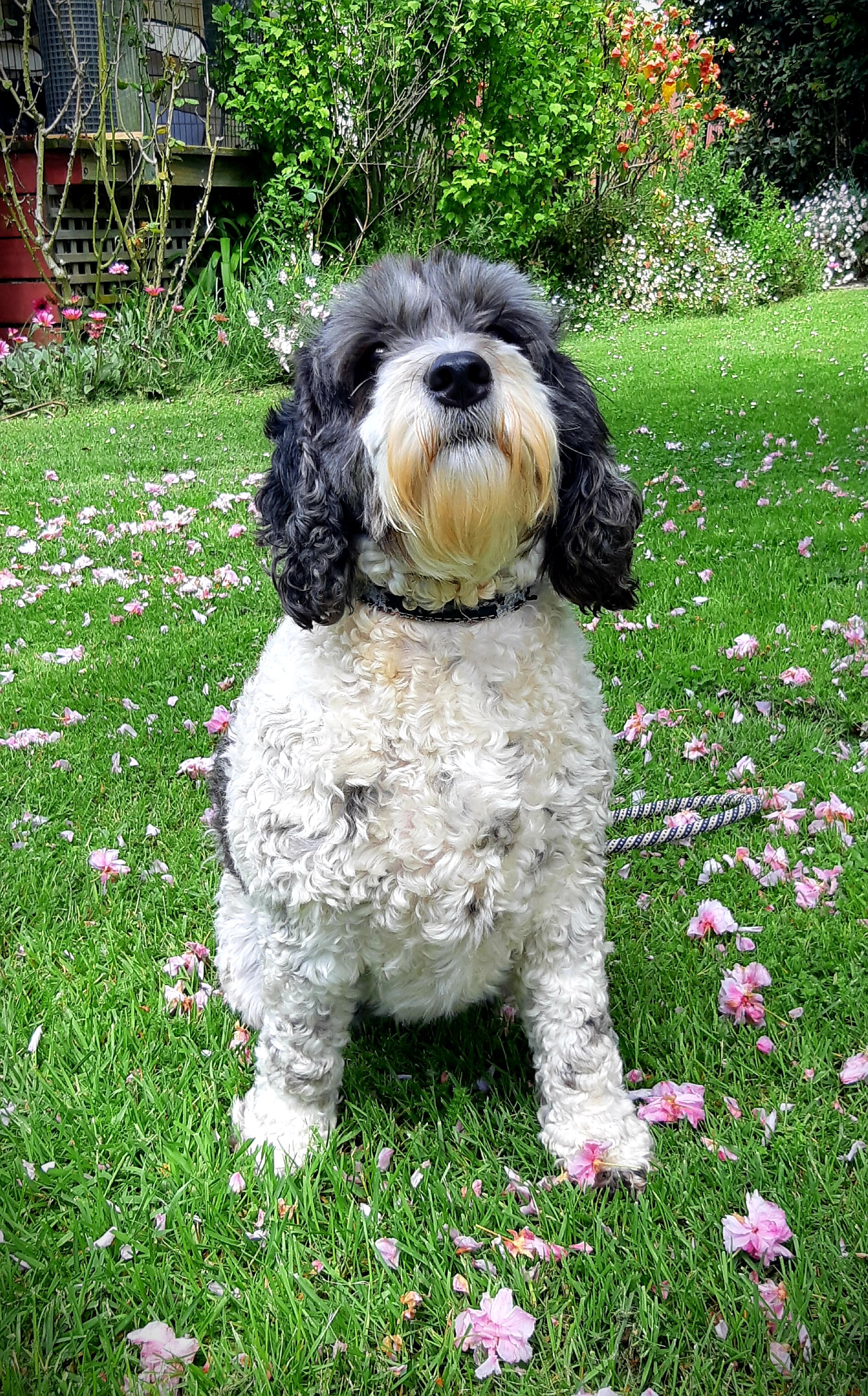 Our Breeding Dogs — Southern Star Spoodles & Labradoodles