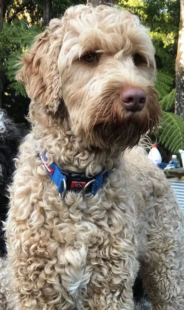 Our Breeding Dogs — Southern Star Spoodles & Labradoodles