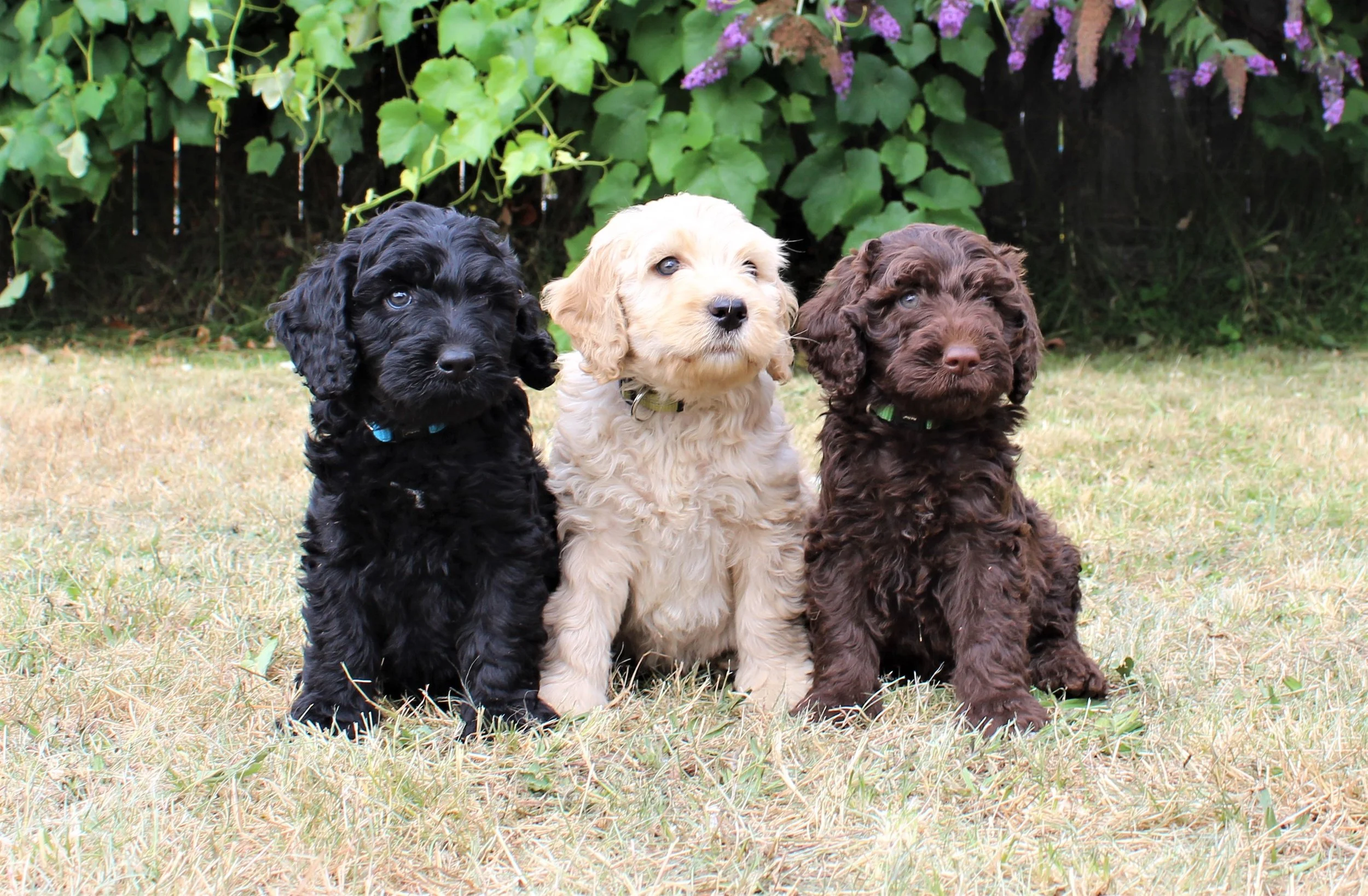 About Our Puppies & Price — Southern Star Spoodles & Labradoodles