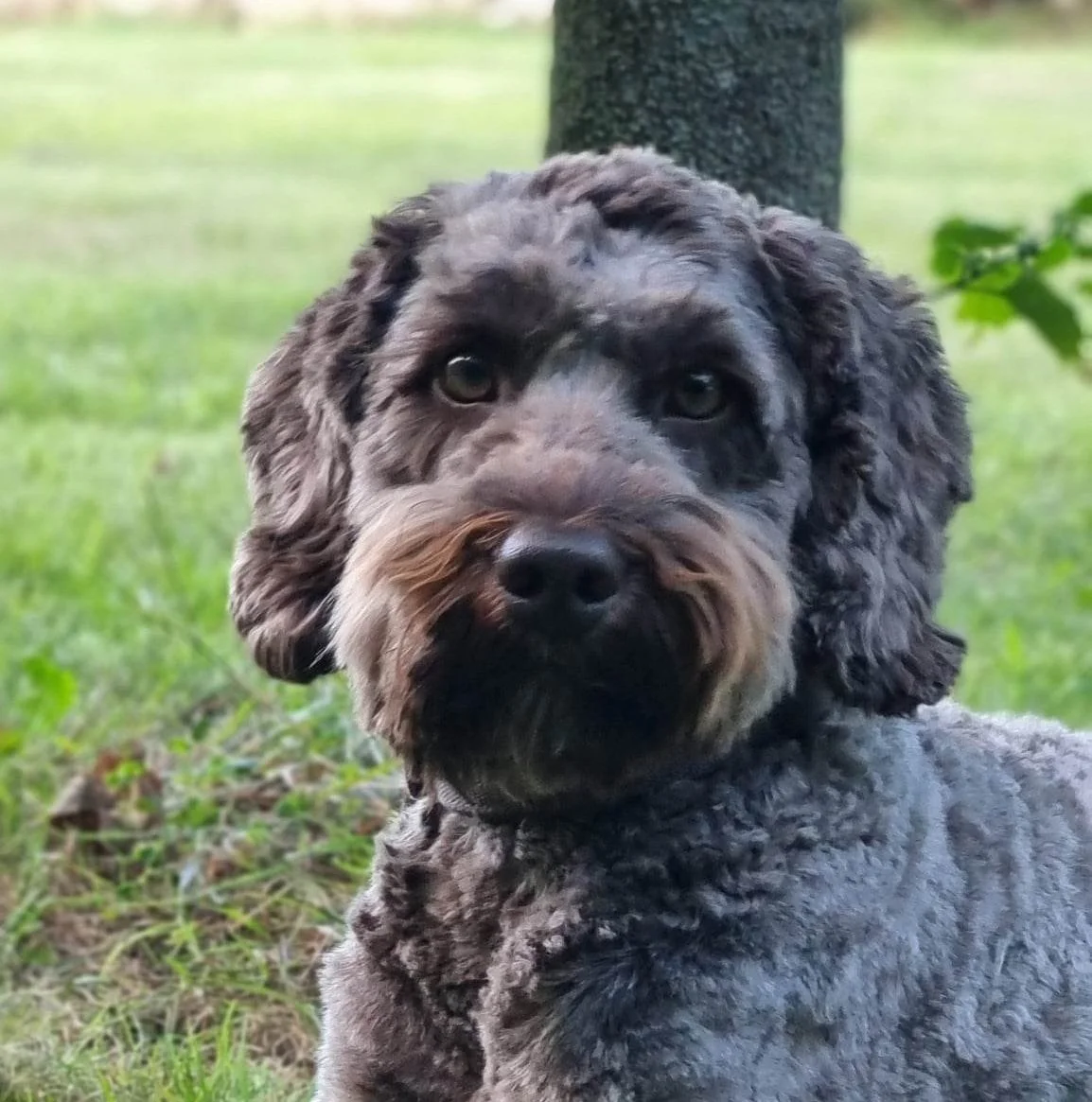 Available Puppies for Sale NZ — Southern Star Spoodles & Labradoodles