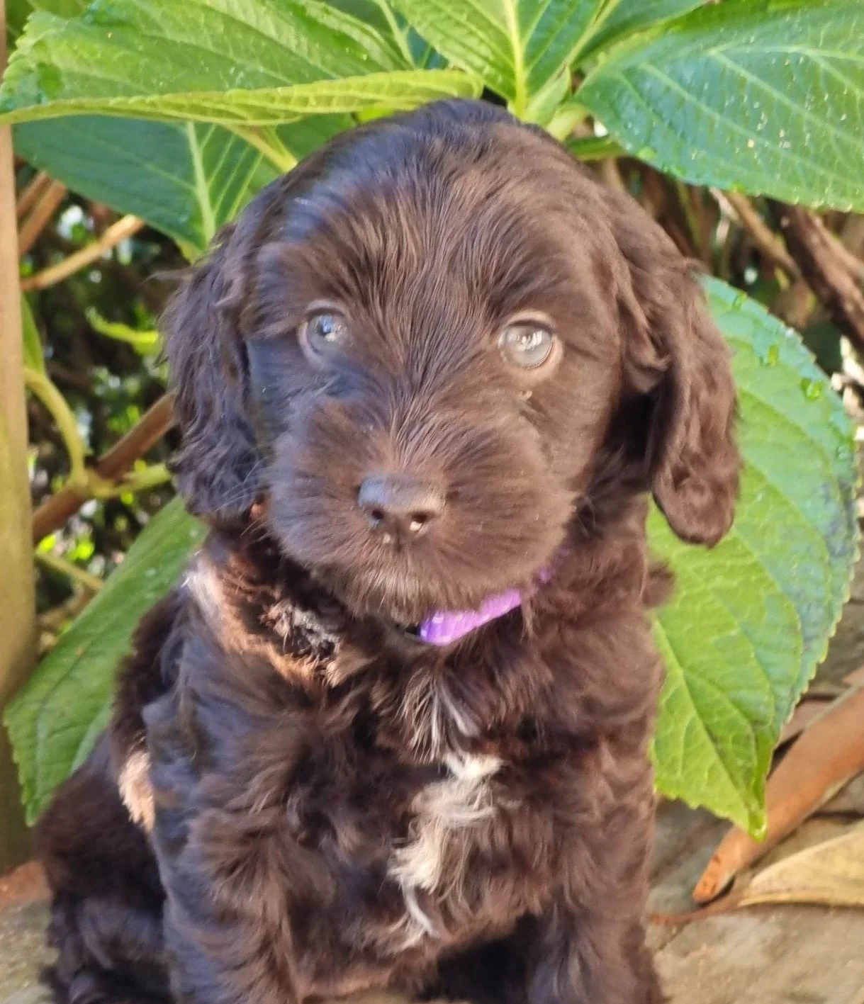 Available Puppies for Sale NZ — Southern Star Spoodles & Labradoodles