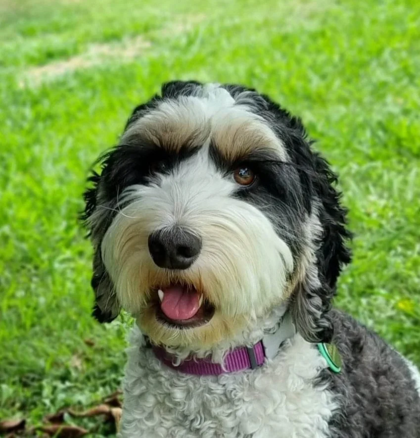 Our Breeding Dogs — Southern Star Spoodles & Labradoodles