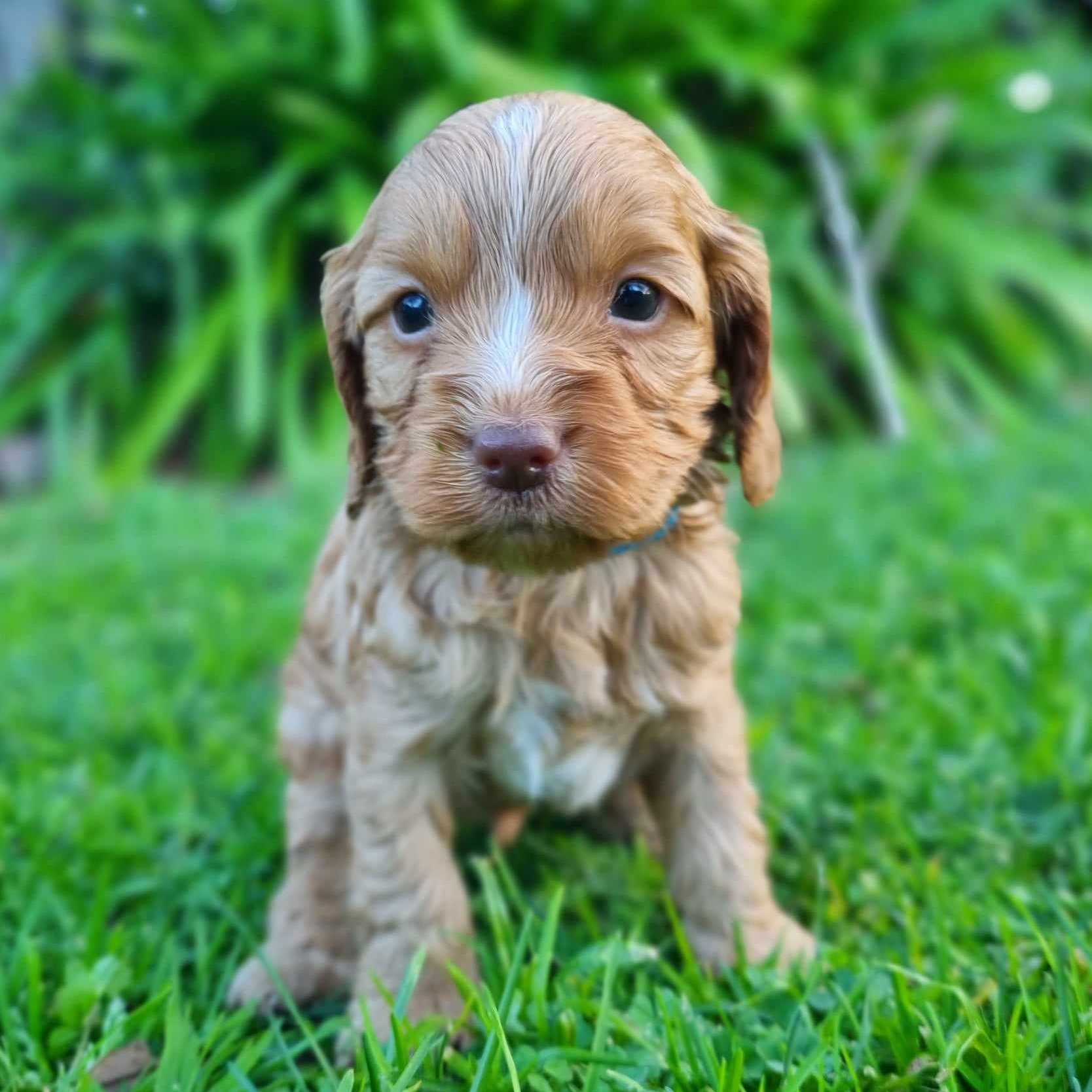 Available Puppies for Sale NZ — Southern Star Spoodles & Labradoodles