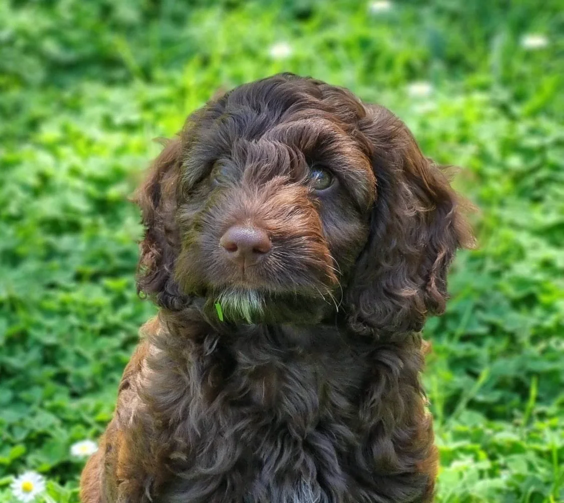 Our Breeding Dogs — Southern Star Spoodles & Labradoodles