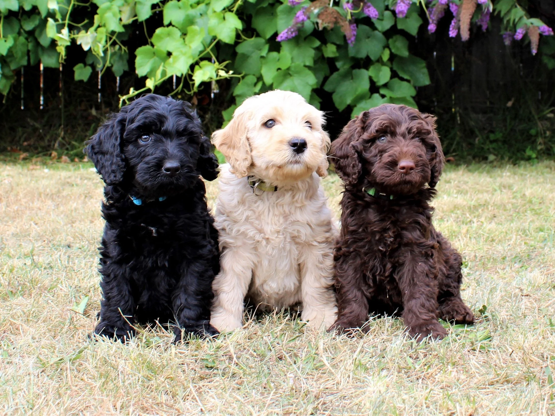 Spoodle Puppy's Spoodle: The Social Butterfly Of Dogs PD Insurance