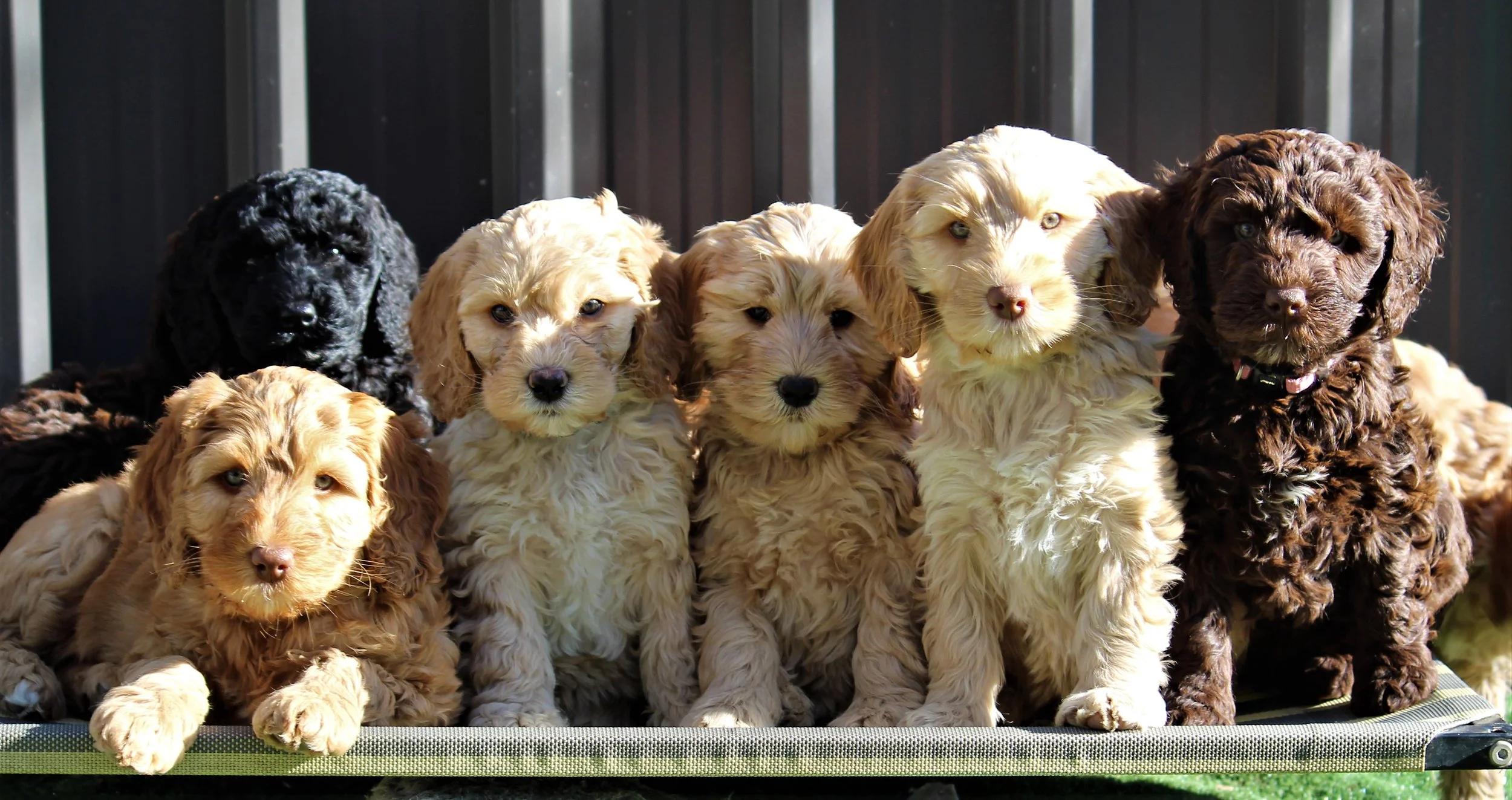 Gallery of Oodles — Southern Star Spoodles & Labradoodles