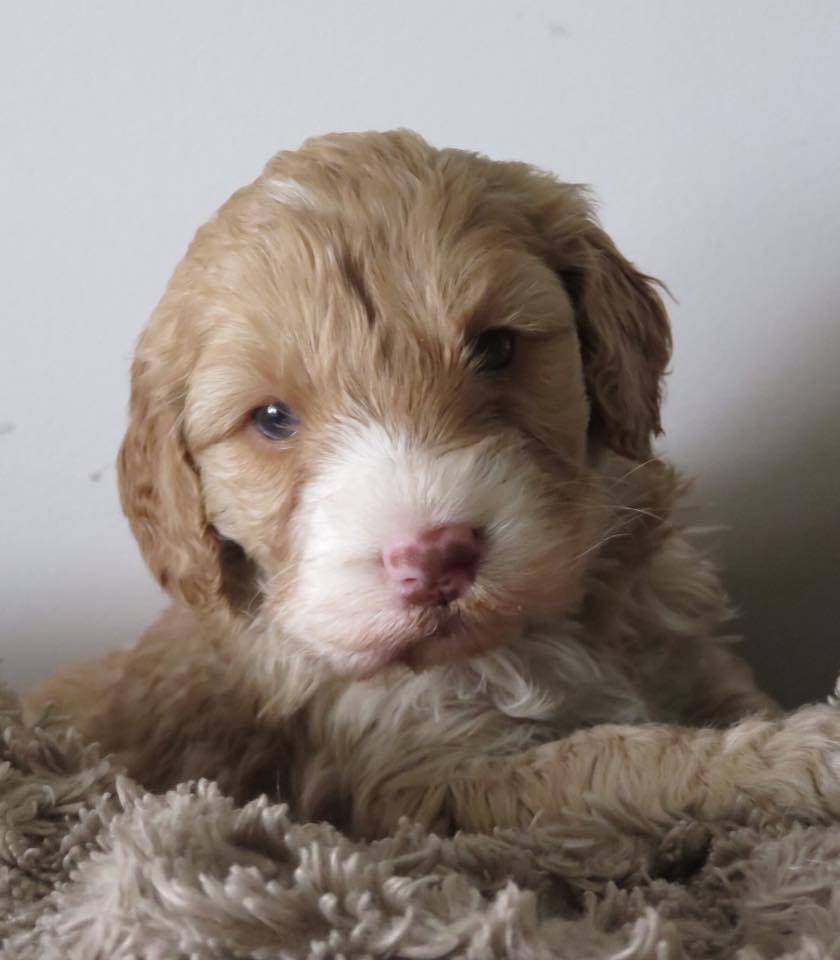 Gallery of Oodles — Southern Star Spoodles & Labradoodles