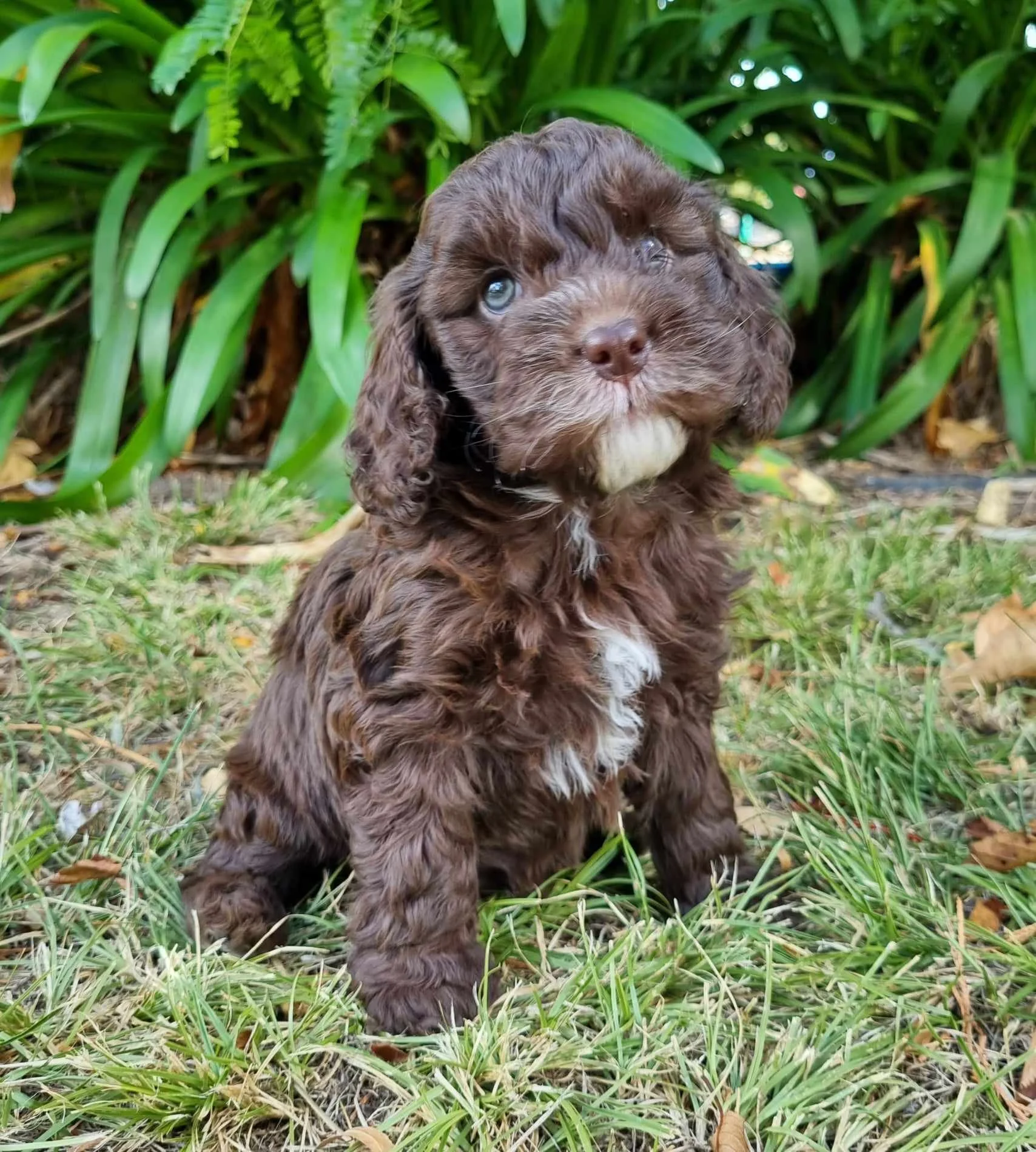 Available Puppies for Sale NZ — Southern Star Spoodles & Labradoodles