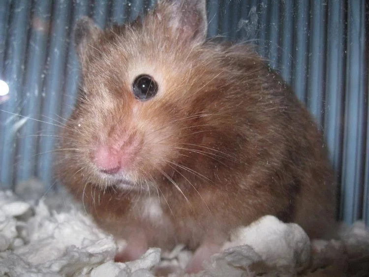 Our Story — The Pipsqueakery - A Rescue & Sanctuary For All Small ...