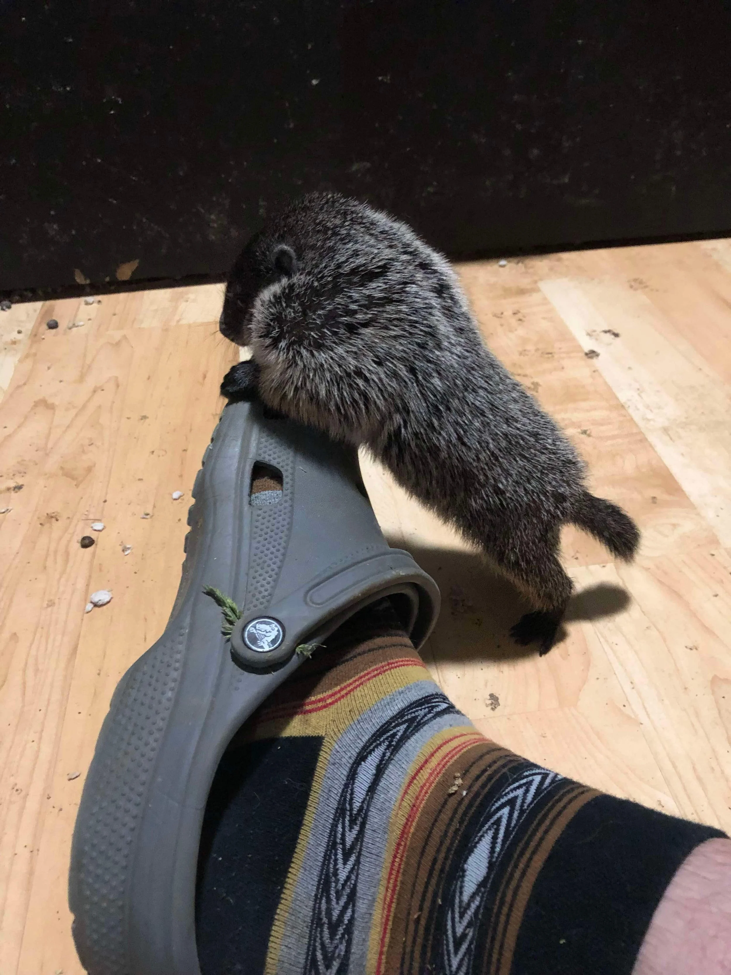 The Pipsqueakery Small Animal Rescue Team — The Pipsqueakery - A Rescue ...