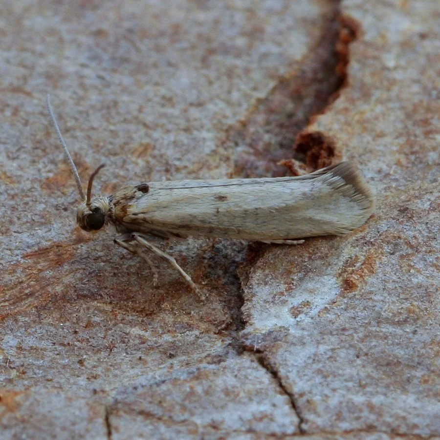 Individual Clearwing Pheromone Lures — ALS - Anglian Lepidopterist Supplies
