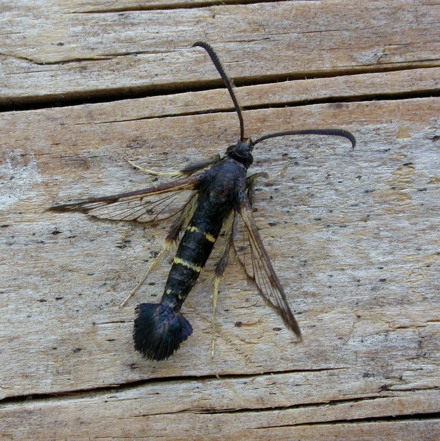 The Classic Six Clearwing Pheromone Lures — ALS - Anglian Lepidopterist ...