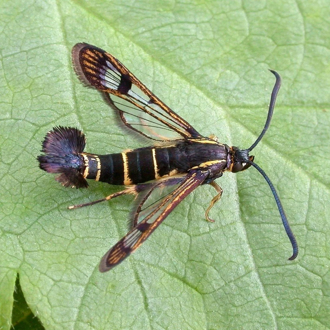 ALS - Anglian Lepidopterist Supplies