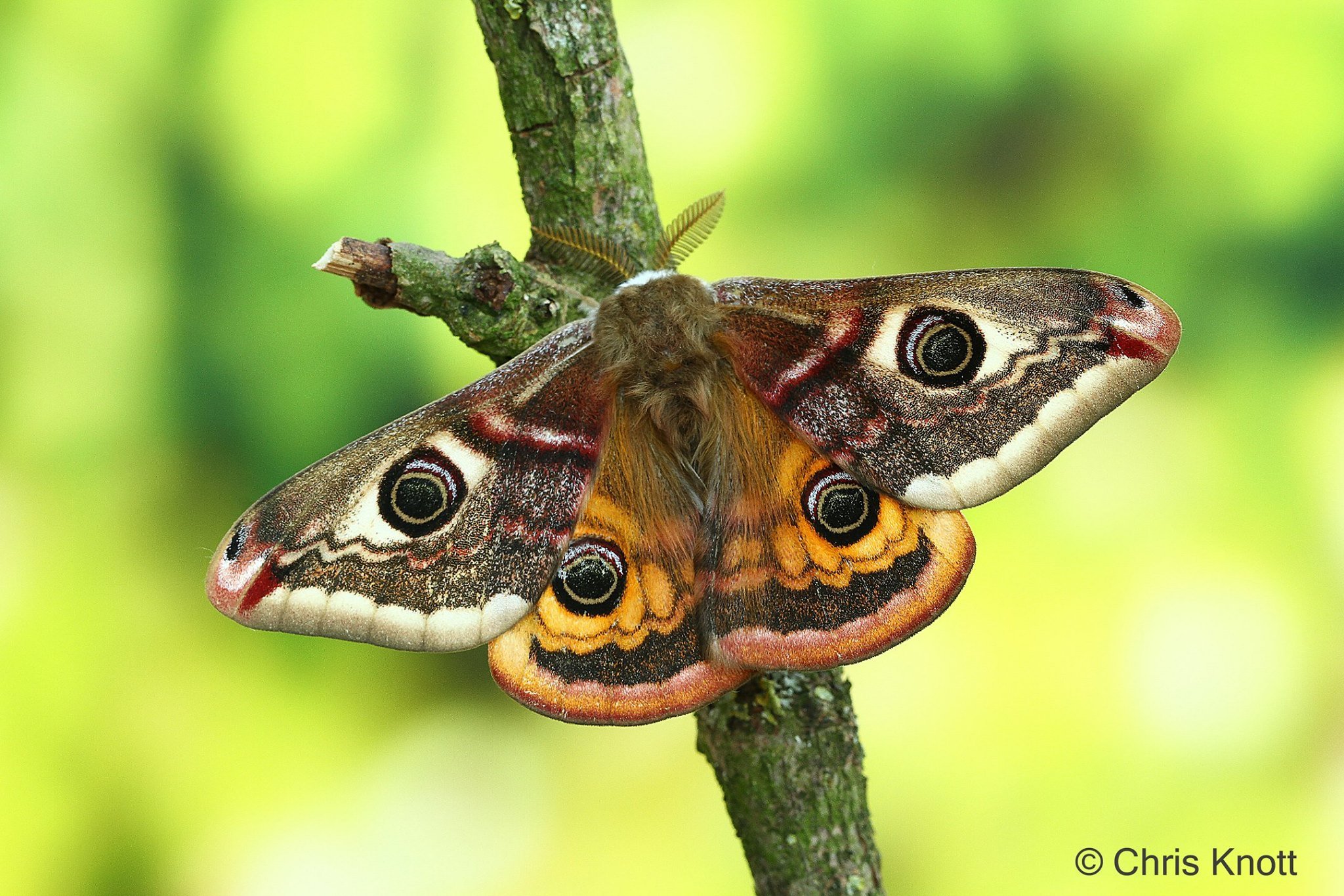Individual Clearwing Pheromone Lures — ALS - Anglian Lepidopterist Supplies