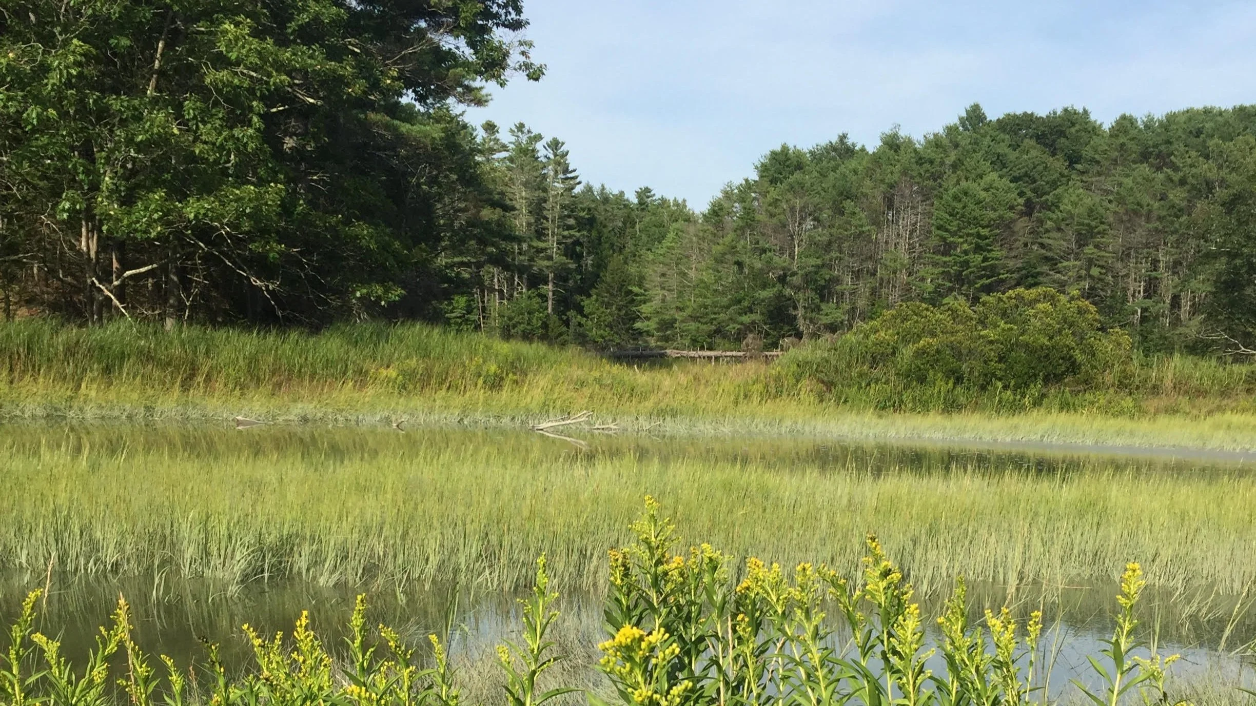 Field Estuary — Freeport Conservation Trust