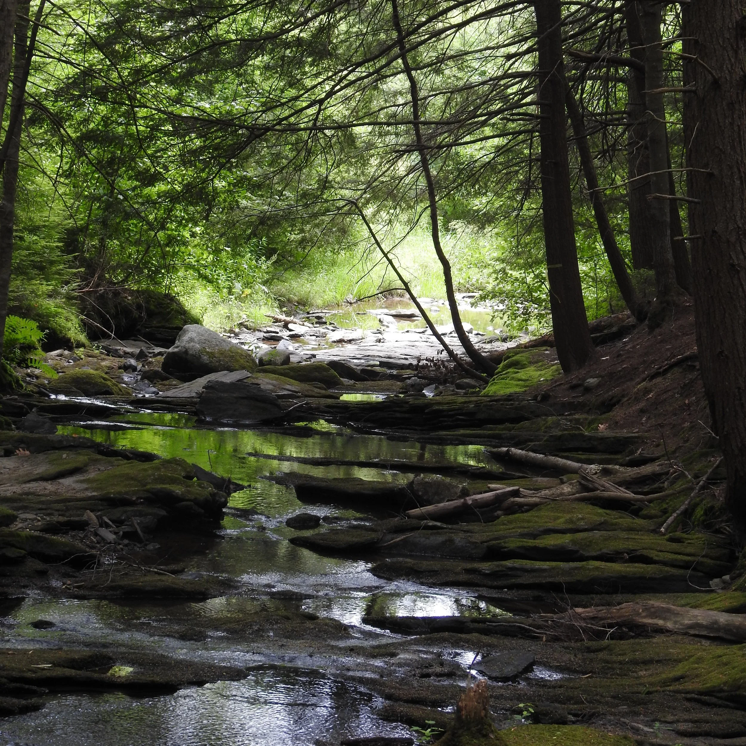Frost Gully Woods — Freeport Conservation Trust