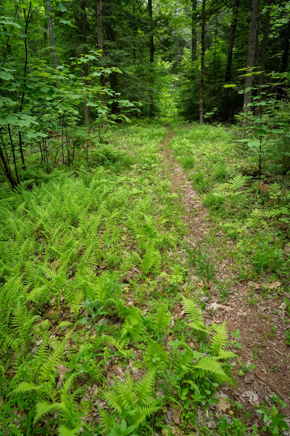 Kelsey Brook Trail — Freeport Conservation Trust